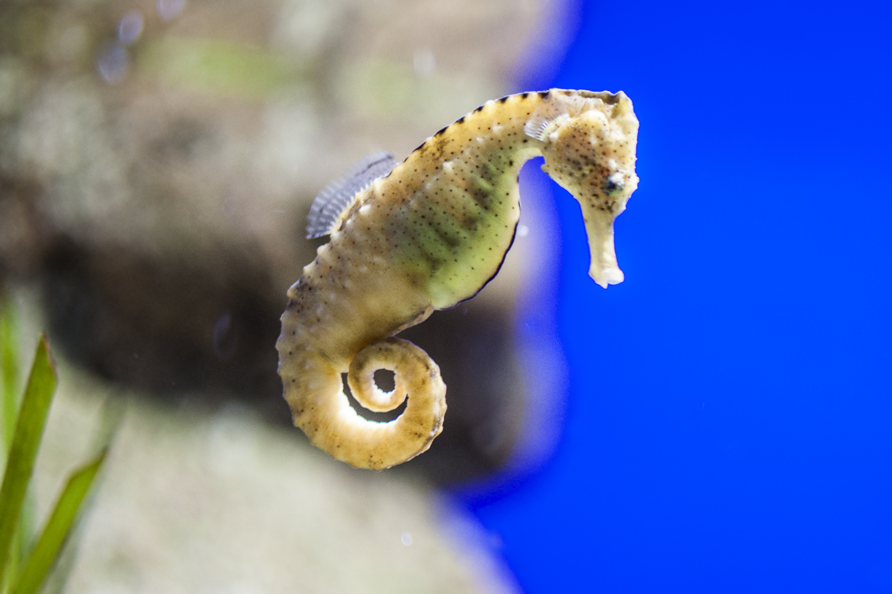 Everything Seahorses Hikari Sales USA