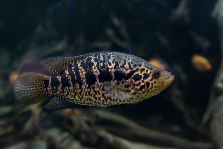 Exploring the Depths: Our Top Freshwater Monster Fish - Hikari Sales USA
