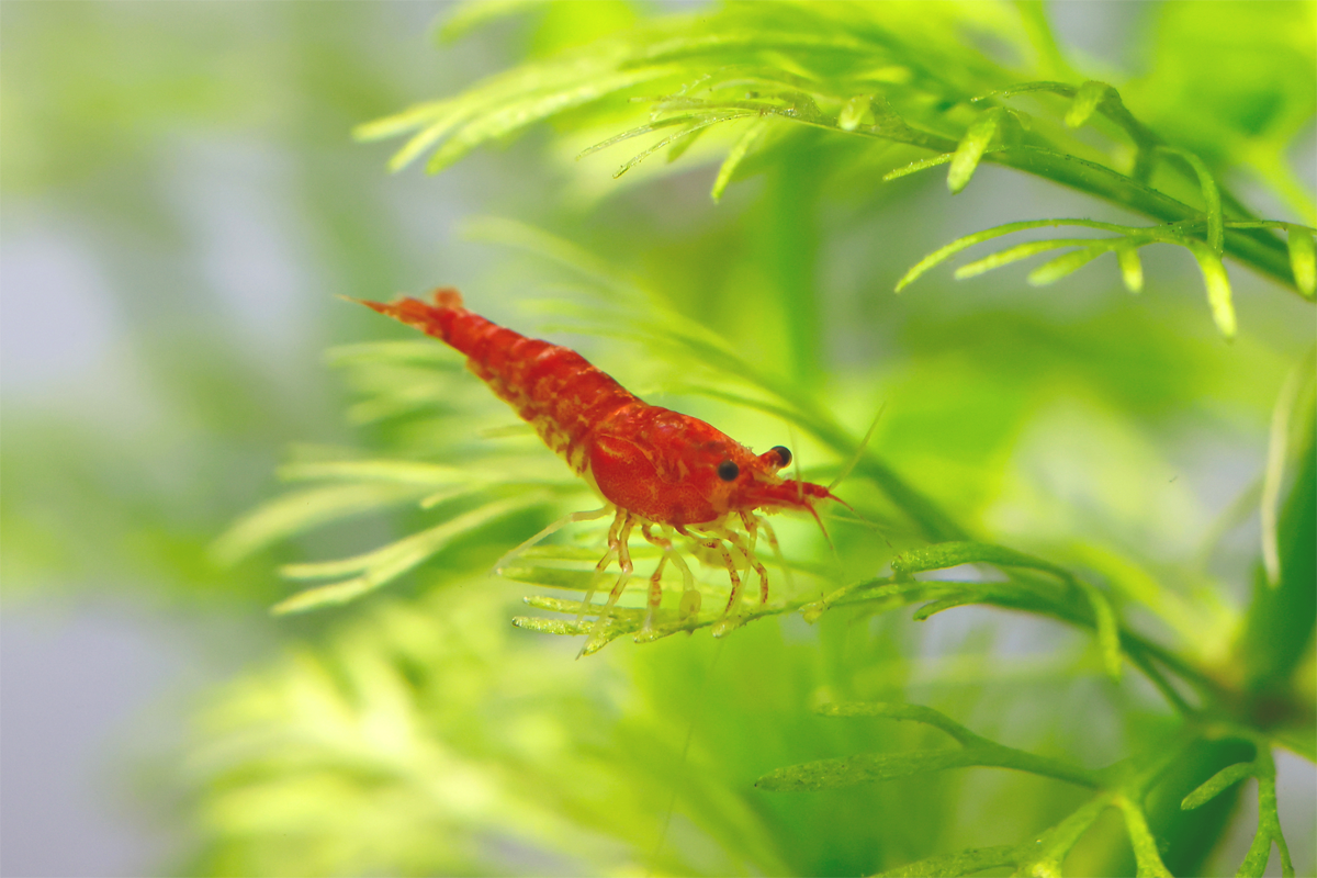 Red Cherry Shrimp-Freshwater- NanoTank-[adobe] – Blog - Hikari Sales USA