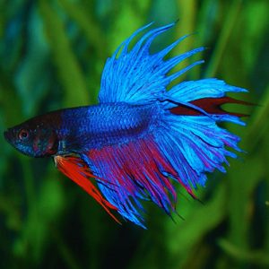 betta – Blog – Hikari Sales USA